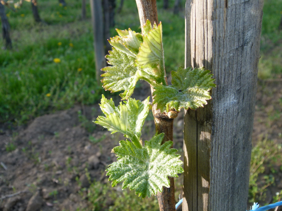 Côté Vigne | Domaine Bouxhof Edel F. Et Fils